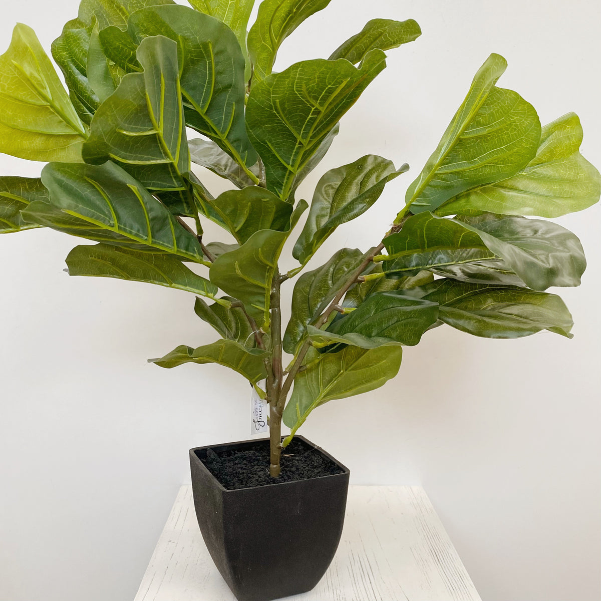 FIDDLE LEAF IN POT – HOME THYME